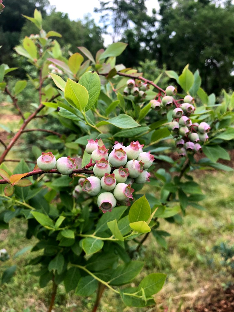 2021 Picking Protocols – Pack House Farm