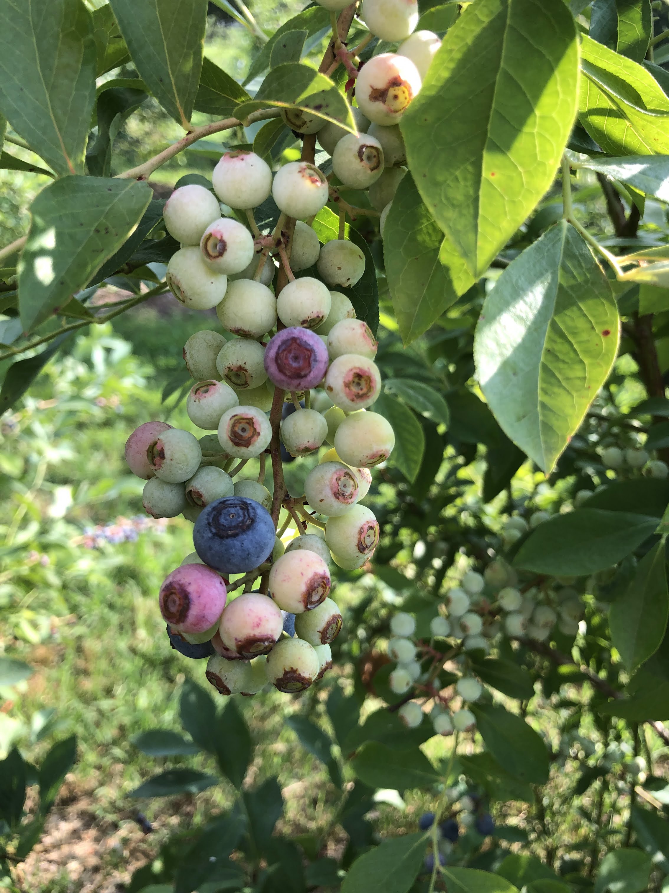 Blog – Pack House Farm