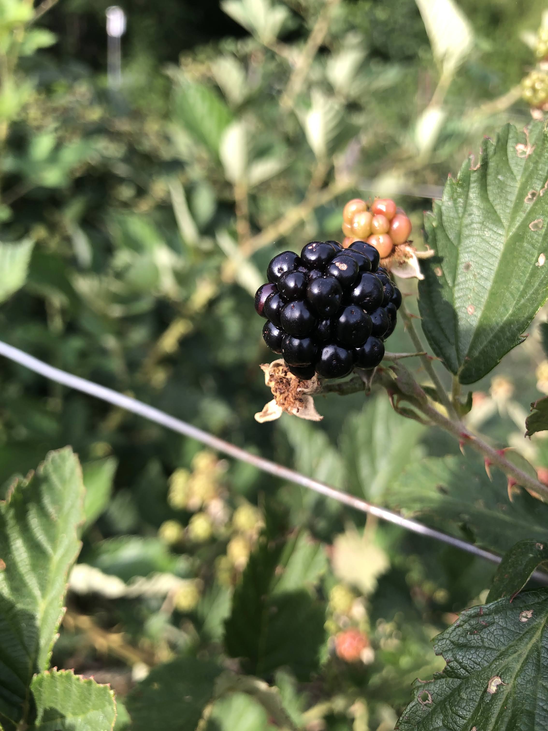 Blog – Pack House Farm